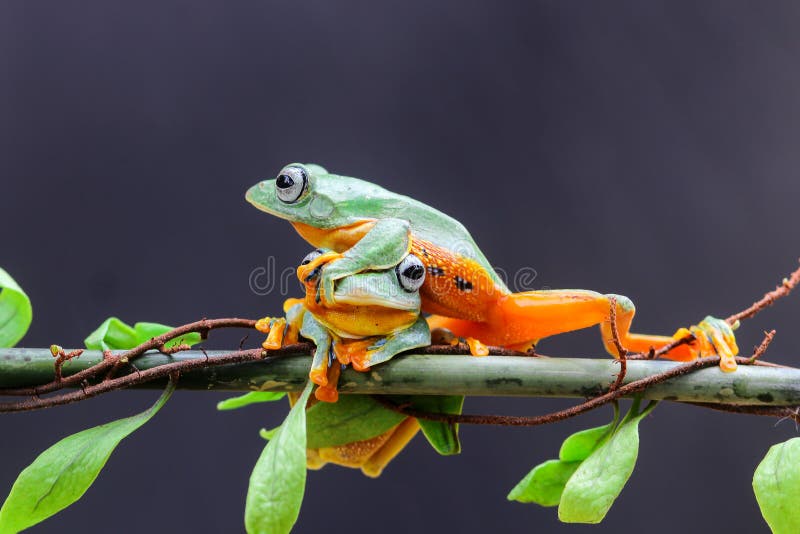 Tree Frog, Tree Leaf on the Leaf Branch Stock Image - Image of cute ...