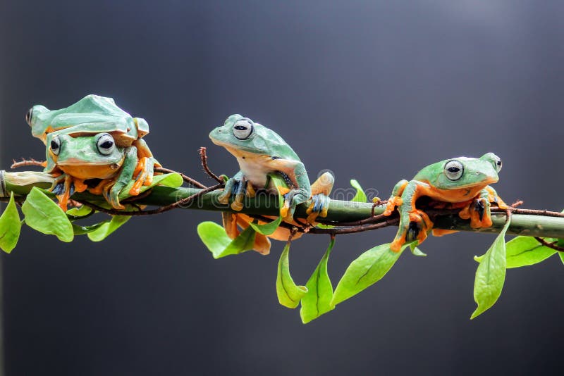 Tree Frog, Tree Leaf on the Leaf Branch Stock Photo - Image of colorful ...