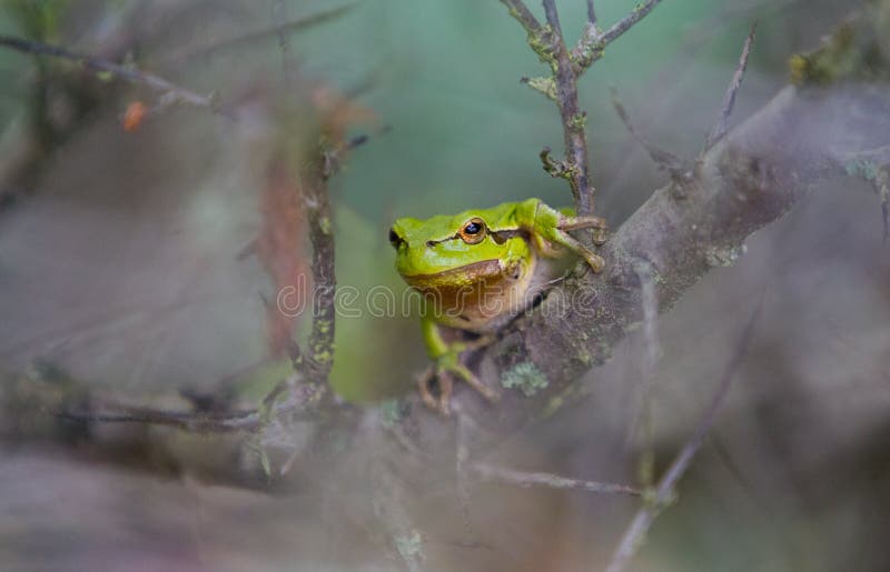 Tree frog on leaf stock photo. Image of nature, pets - 31811158