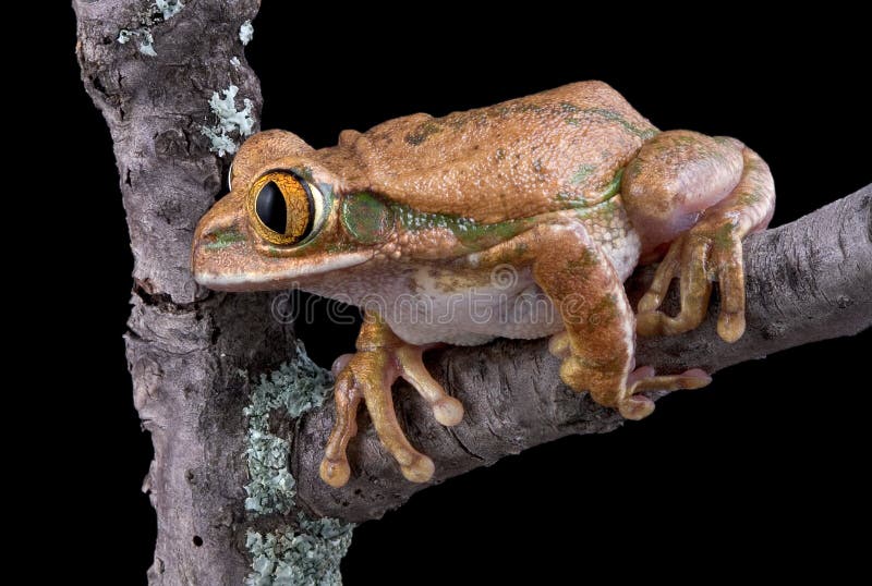 Tree frog on limb stock photo. Image of wildlife, tree - 7544448