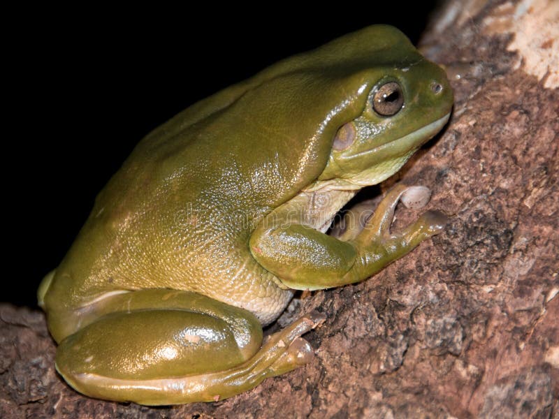 Tree Frog (Litoria Splendida) Australia Stock Image - Image of wetlands ...