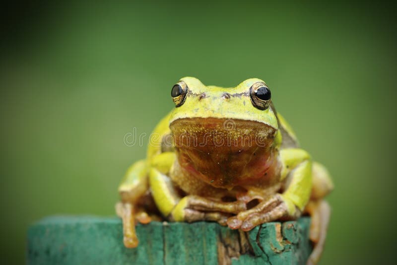 Frog staring at the camera stock photo. Image of amphibian - 38875928