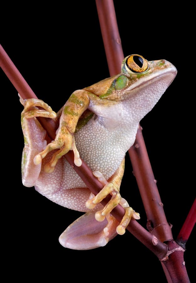 Tree frog looking up stock image. Image of macro, nature - 6325517