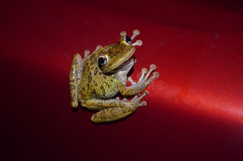 Frog looking at you stock photo. Image of frog, pond - 31208584