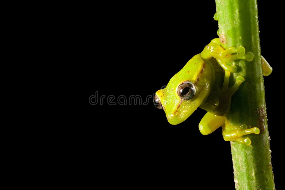 Tree Frog at Night in Brazil Amazon Rain Forest Stock Image - Image of ...