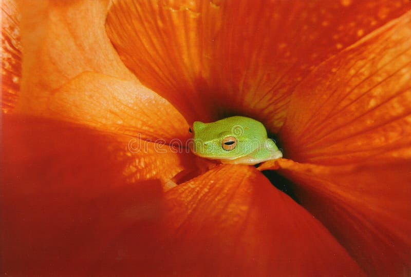 Orange Frog stock photo. Image of ferry, royalty, background - 5840048
