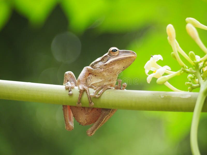 1,002 Frog Hanging Stock Photos - Free & Royalty-Free Stock Photos from ...