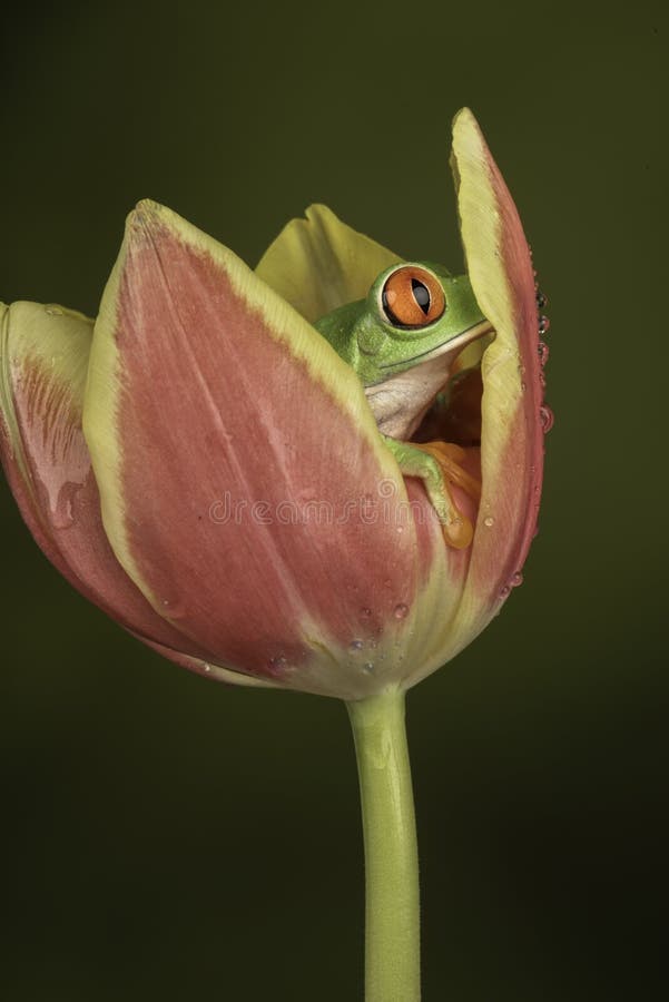 Tree Frog Peering Out from Inside a Tulip Stock Image - Image of inside ...