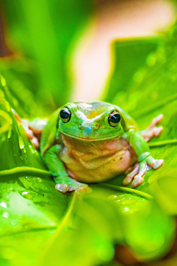 Tree frog posing on a log stock photo. Image of yellow - 237496438