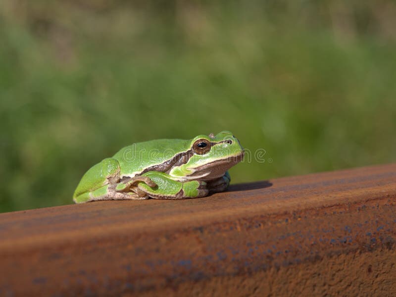 Railway Frog stock photo. Image of change, choices, crossing - 20893530