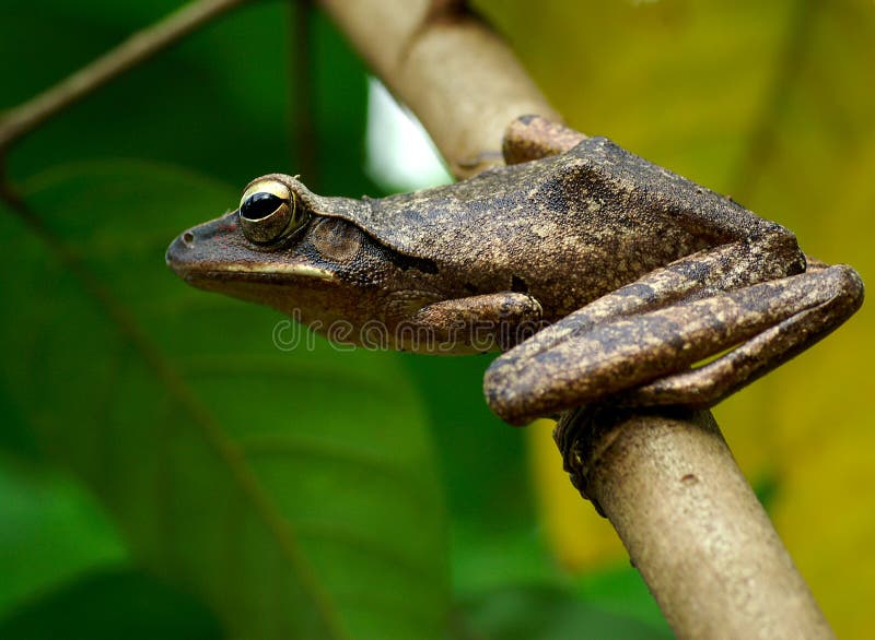 Tree Frog: Ready to Jump stock image. Image of style, eyes - 687665