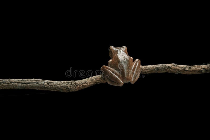 Tree Frog Resting on Tree Branch with Large Eyes for Night Vision Stock ...
