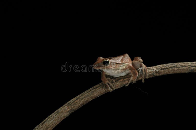 Tree Frog Resting on Tree Branch with Large Eyes for Night Vision Stock ...