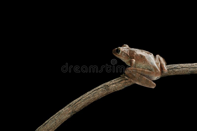 Tree Frog Resting on Tree Branch with Large Eyes for Night Vision Stock ...