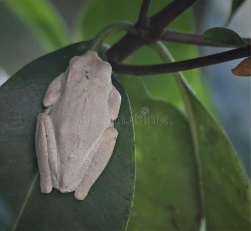Tree Frog Resting on a Tropical Forest Leaf Stock Photo - Image of frog ...