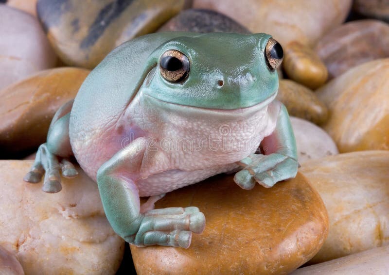 Tree Frog on river rock stock image. Image of horizontal - 6521511