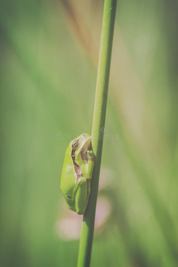 Tree Frog - Rush - Side View Stock Image - Image of conservation ...
