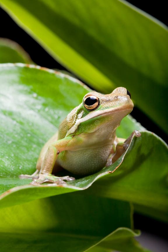 Tree frog shadow stock photo. Image of copyspace, frog - 13890548