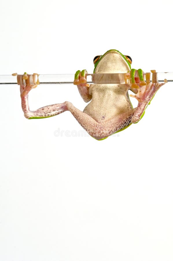 Tree frog stock image. Image of hakkyu, nature, amphibians - 32864457