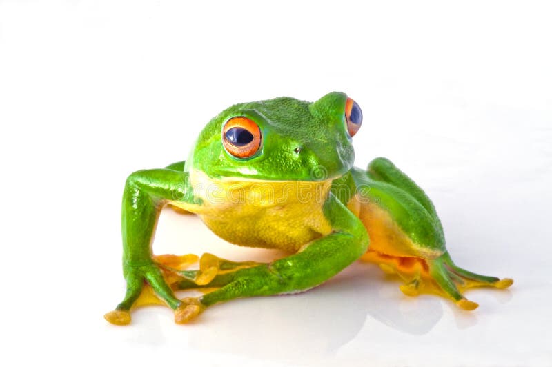 Tree frog stock photo. Image of animal, colours, clambering - 1940632