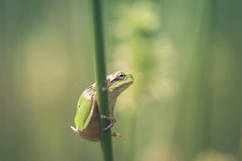Tree frog - side view stock photo. Image of habitat, endangered - 75711416