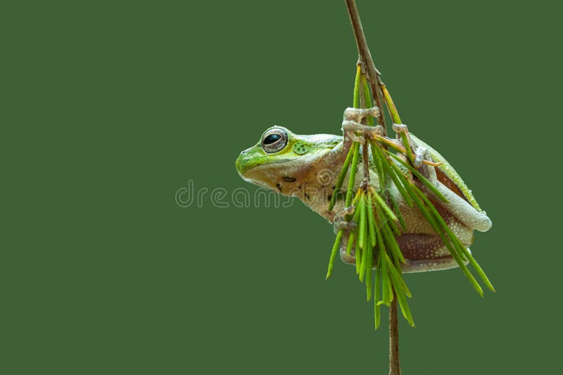 Green Tree Frog Hanging From Branch Stock Photo - Image of gaudy ...