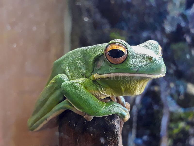 Tree Frog Sitting on a Branch Stock Image - Image of resting, amphibian ...