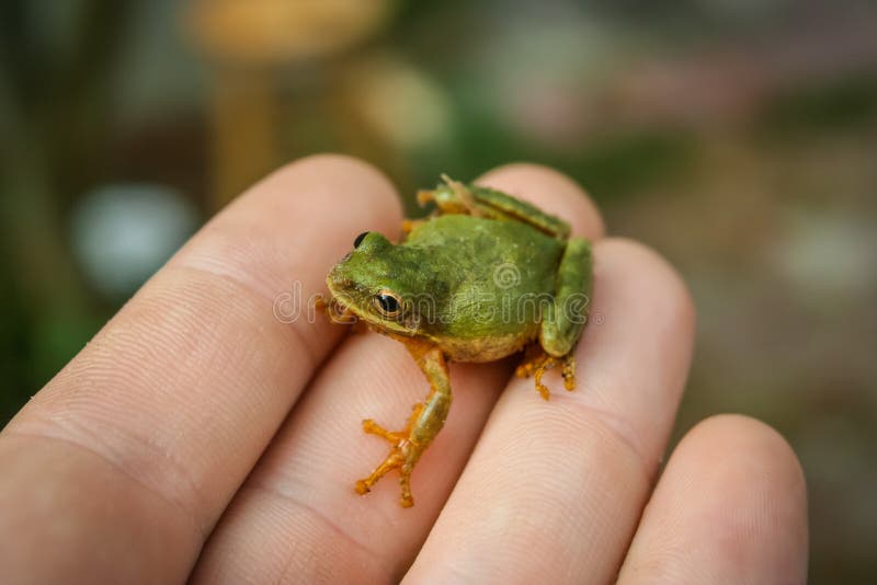 Tree-frog in Hand stock image. Image of sticky, finger - 102509491