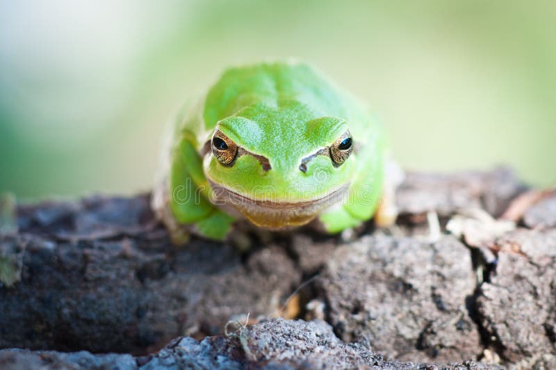 Tree Frog Sitting on a Trunk Stock Photo - Image of head, brown: 21493180
