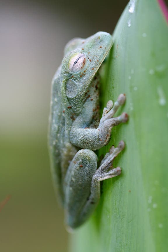 629 Sleeping Frog Stock Photos - Free & Royalty-Free Stock Photos from ...
