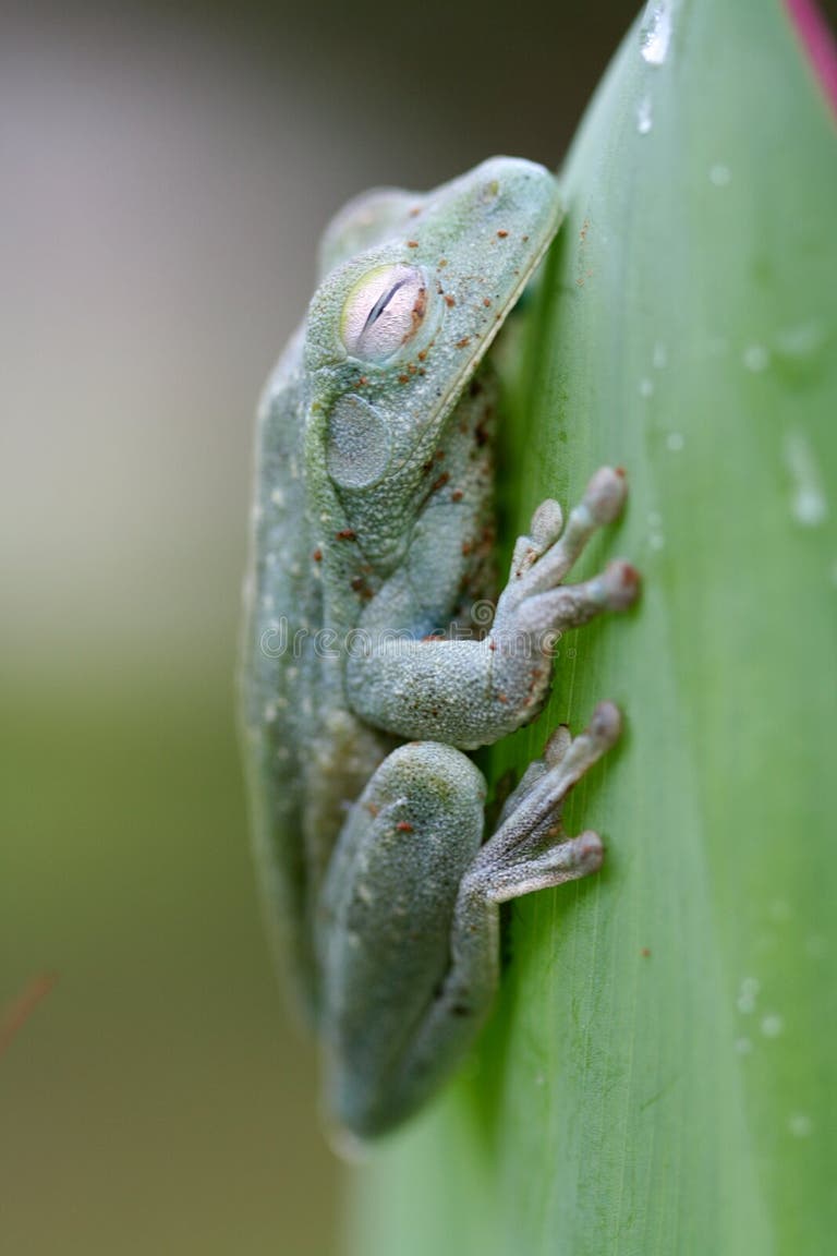 627 Sleeping Frog Stock Photos - Free & Royalty-Free Stock Photos from ...