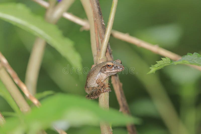 A Tree Frog, the Small Frog at Hong Kong Stock Photo - Image of macro ...