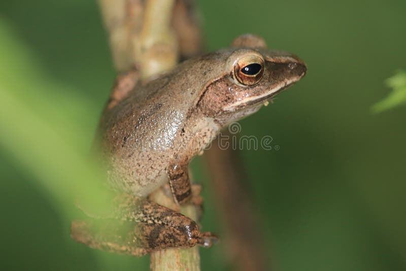 A Tree Frog, the Small Frog at Hong Kong Stock Image - Image of fauna ...