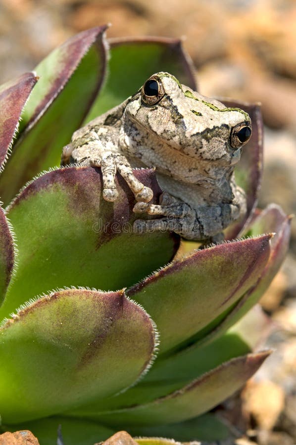 Smiling Tree Frog In A Succulent Plant. Stock Image - Image of optimism ...