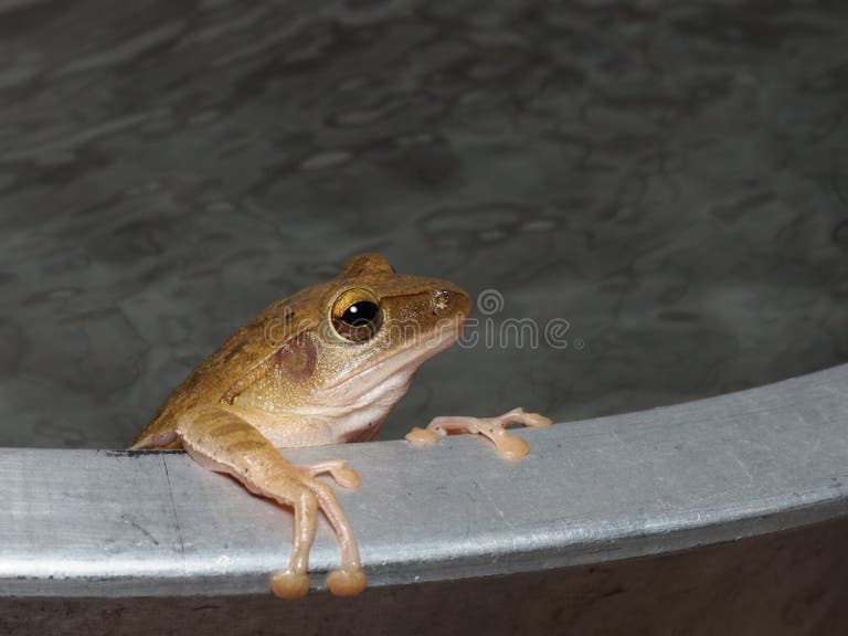 465 Frog Bath Stock Photos - Free & Royalty-Free Stock Photos from ...