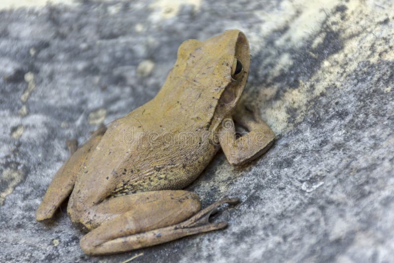 A Tree Frog Taking Rest on a Roof. Selective Focus Stock Image - Image ...