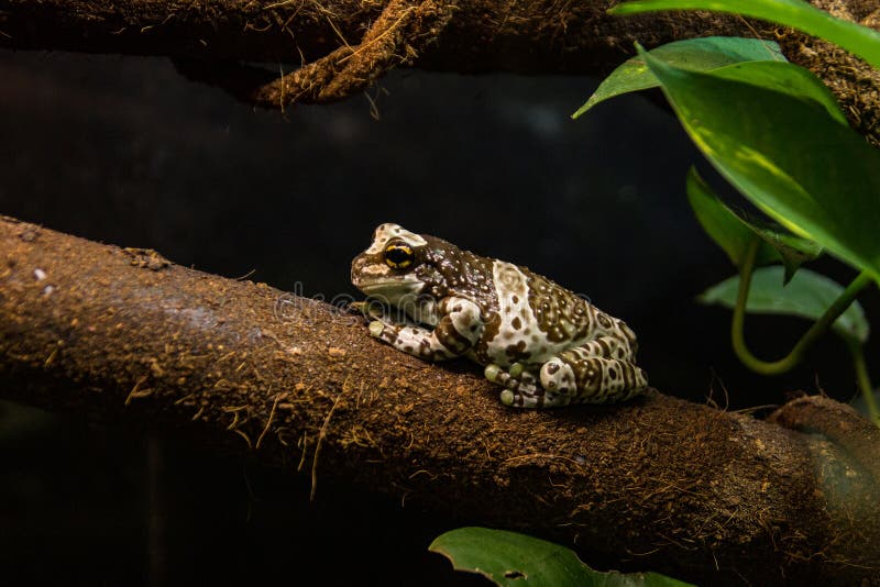 Tree Frog Toad in a Terrarium on a Wooden Log Stock Photo - Image of ...