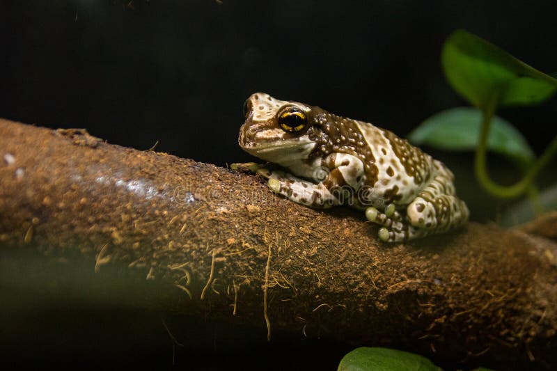Tree Frog Toad in a Terrarium on a Wooden Log Stock Photo - Image of ...