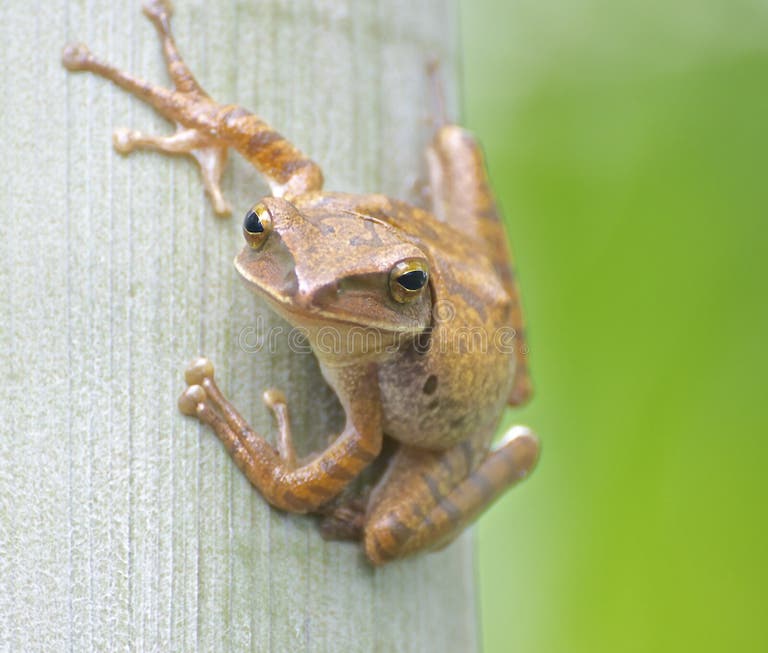6,195 Brown Tree Frog Stock Photos - Free & Royalty-Free Stock Photos ...