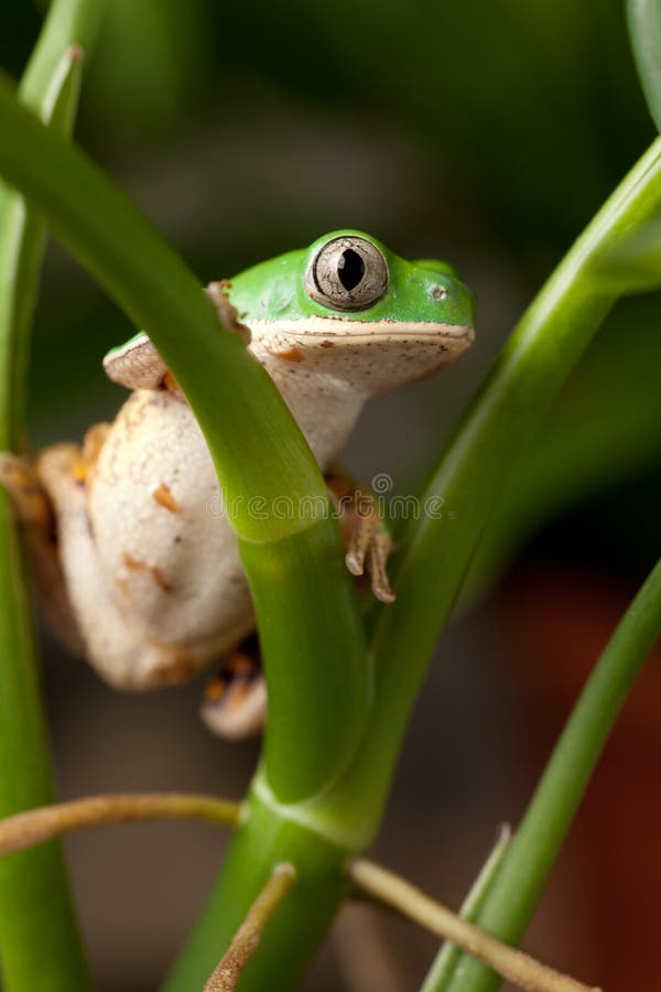 Tree Frog in Tropical Amazon Rain Forest Stock Image - Image of ...