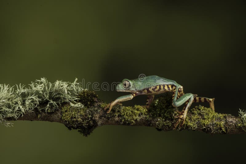 Tree Frog Walking Carefully Stock Image - Image of walking, jungle ...