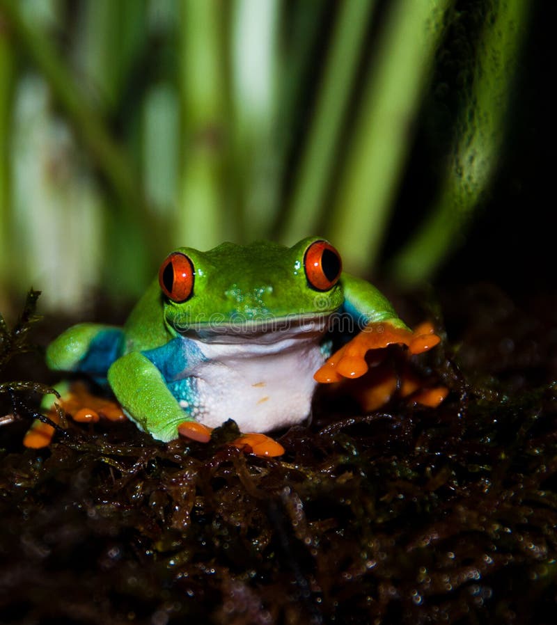 Tree frog waving stock photo. Image of eyes, poisonous - 17914010
