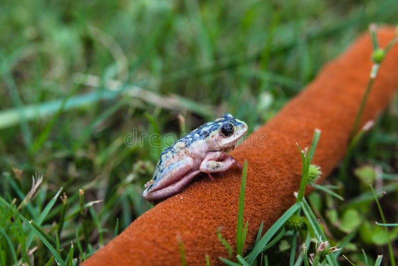 Tree Frog Wetland stock image. Image of amphibians, frog - 28609303