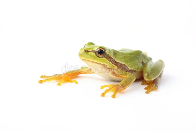 Cute Frog on a Rock Isolated White Stock Image - Image of tree ...