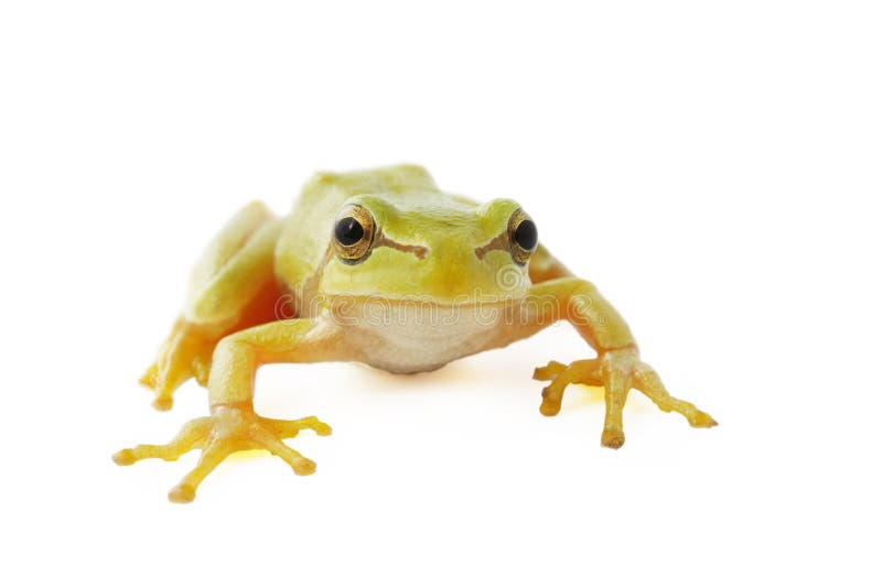 Red eyed tree frog stock photo. Image of green, jungle - 26137186