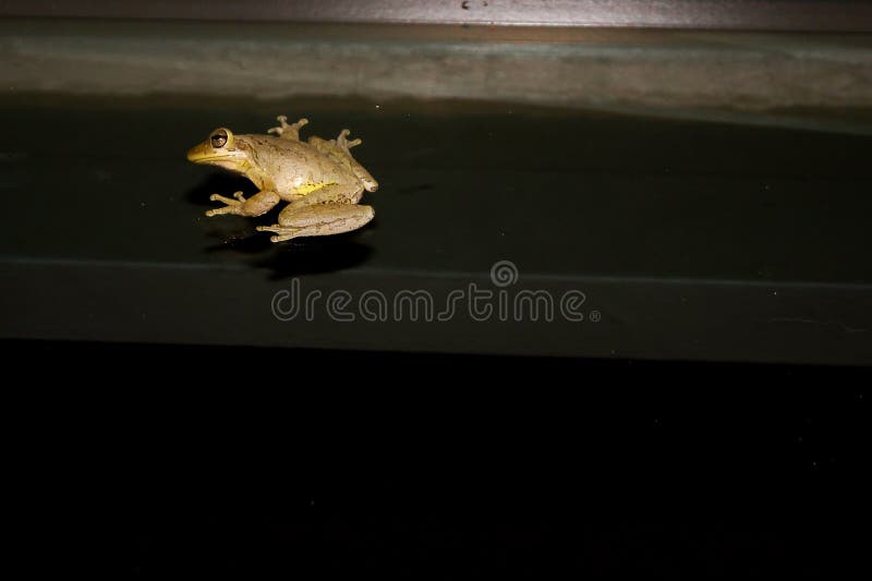 Tree Frog on a Window at Night Stock Photo - Image of dart, nocturnal ...