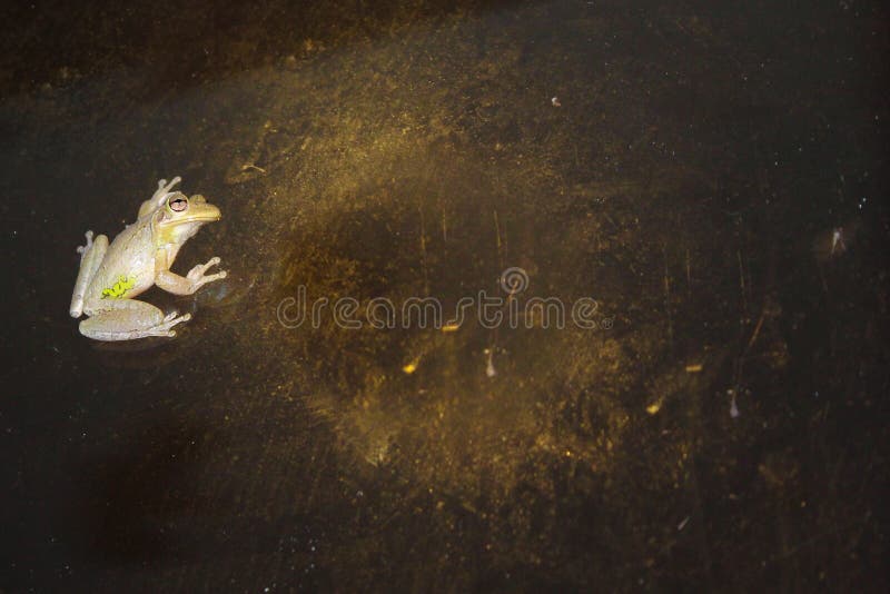 Tree Frog on a Window at Night Stock Photo - Image of dart, nocturnal ...
