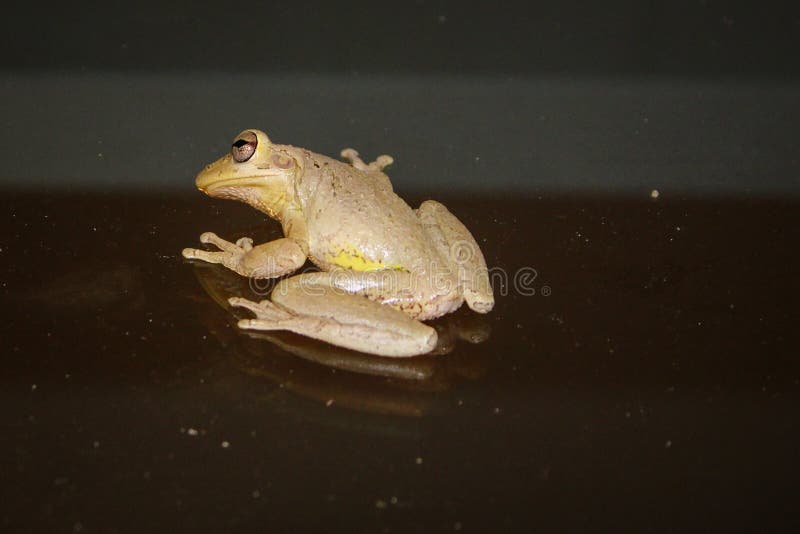Tree Frog on a Window at Night Stock Photo - Image of dart, nocturnal ...