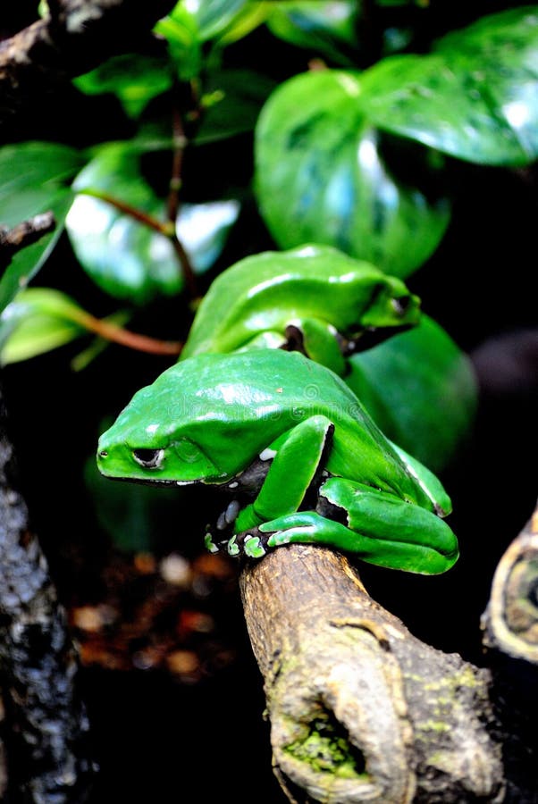 Tree Frogs stock image. Image of poison, macro, dart - 23181233