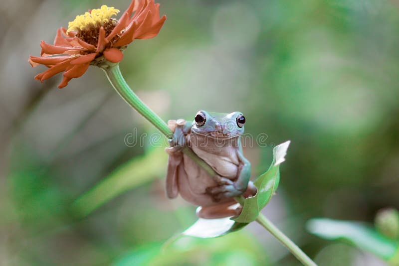 Cute Baby Tree Frogs